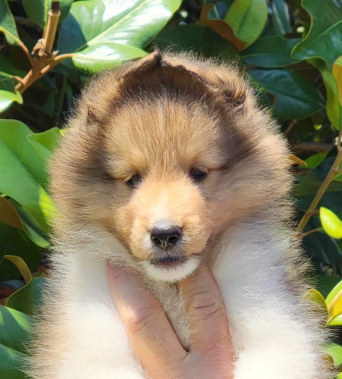 Puppy for Sale - Love My Sheltie